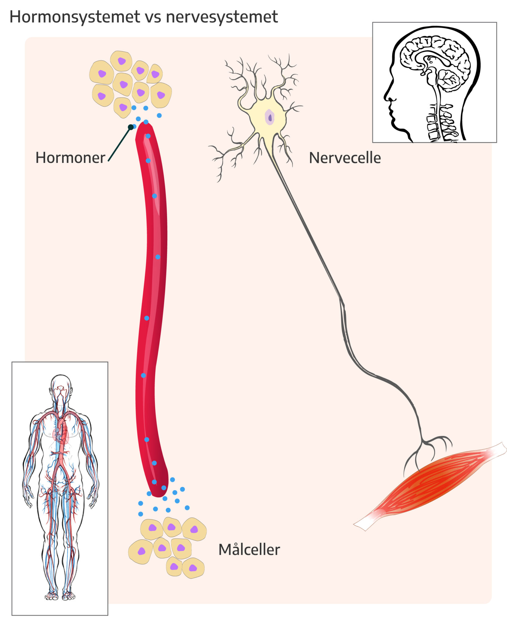 1.1 Hormonsystemet vs. nervesystemet – Hormonsystemet