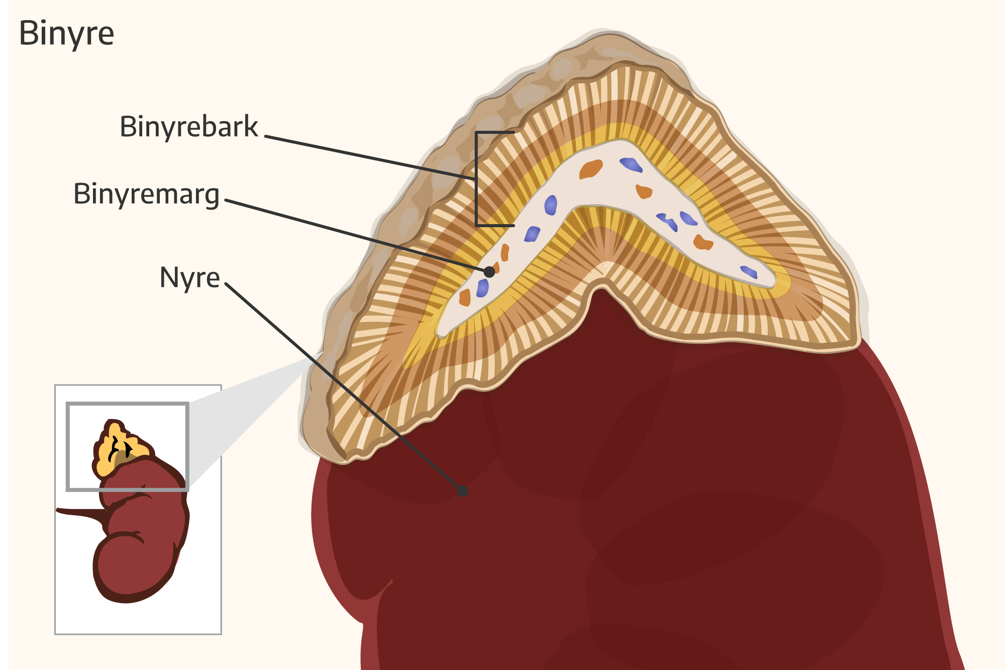 2.4.4 Adrenalin og noradrenalin – Hormonsystemet
